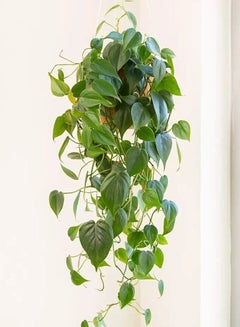 3OUD Plant House Philodendron Heartleaf Egypt | Cairo, Giza