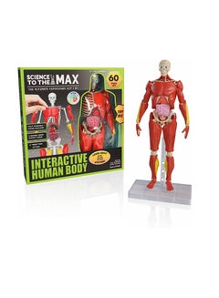 Be Amazing! Toys Interactive Human Body 60 Piece Fully Poseable Anatomy ...
