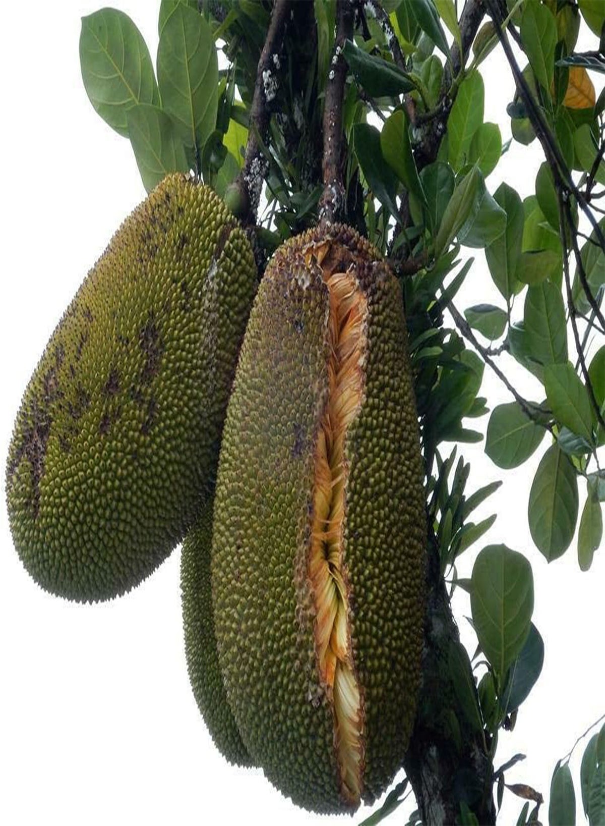 GGOOT 5 Seeds of Jackfruit - ARTOCARPUS HETEROPHYLLUS - Jack Tree ...