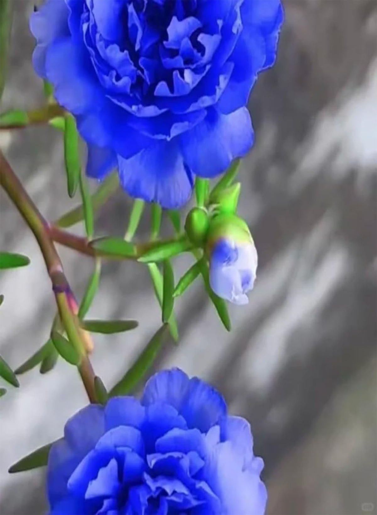 GGOOT 500 Blue Moss Rose Seeds, Attract Pollinators Double Flowered ...