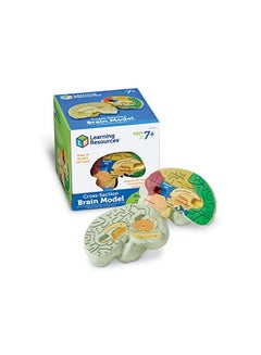 Learning Resources Learning Resources Cross-section Brain Model - 2 Pieces, Ages 7+ Brain ...
