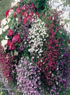 GGOOT 100 Seeds of Lobelia - Colour Cascade Mixed - Flower Seeds ...