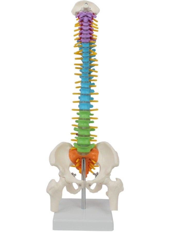 Ru syanl Scientific Mini Spine Model 45cm Anatomical Spine Model with ...