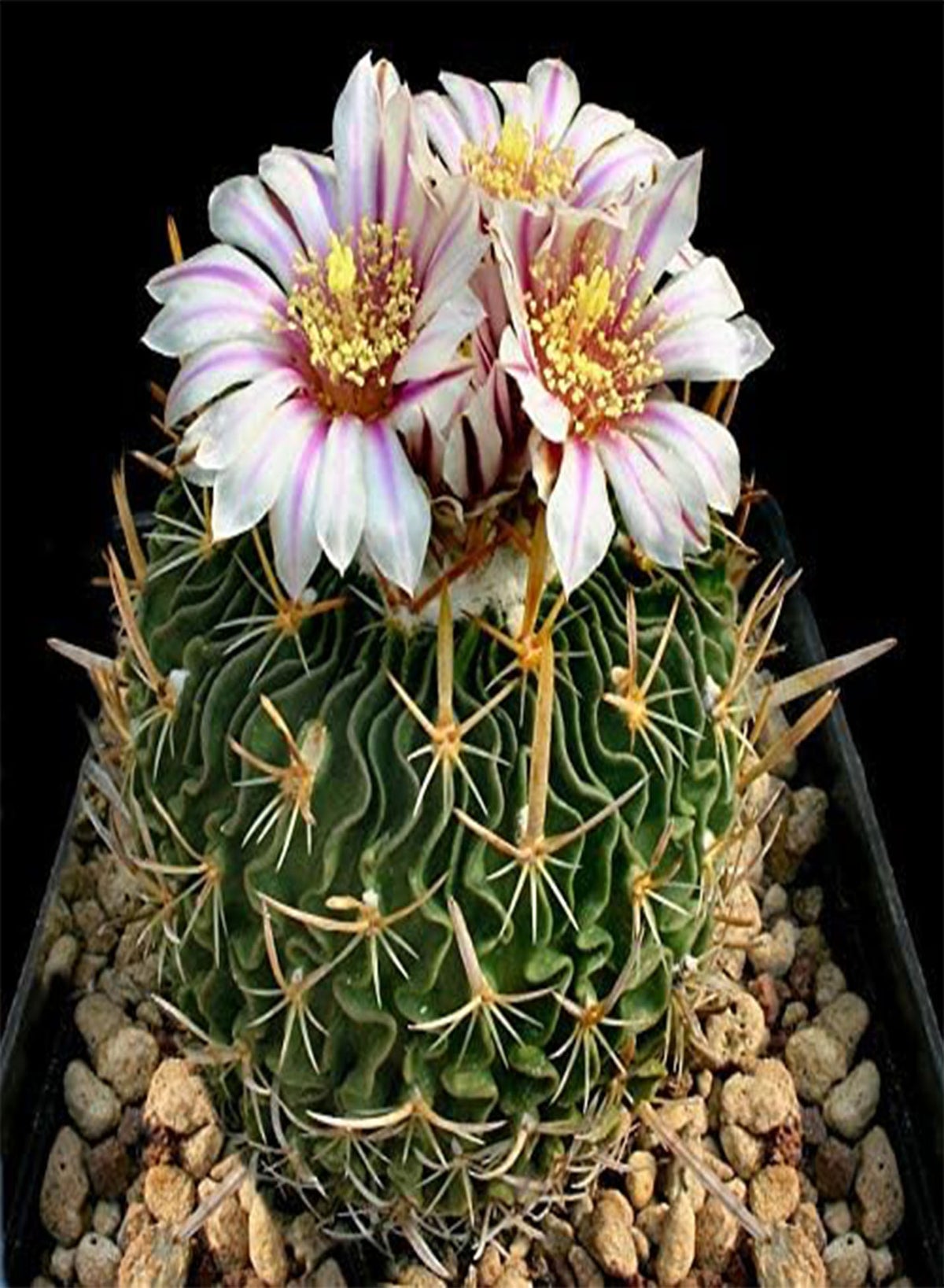 GGOOT Rare STENOCACTUS ERECTOCENTRUS echinofosulocactus Cactus Exotic ...
