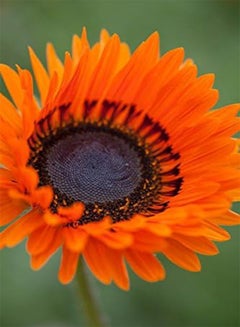 GGOOT Flower Seeds : Venidium Orange Prince Pfp Seeds for Kitchen ...