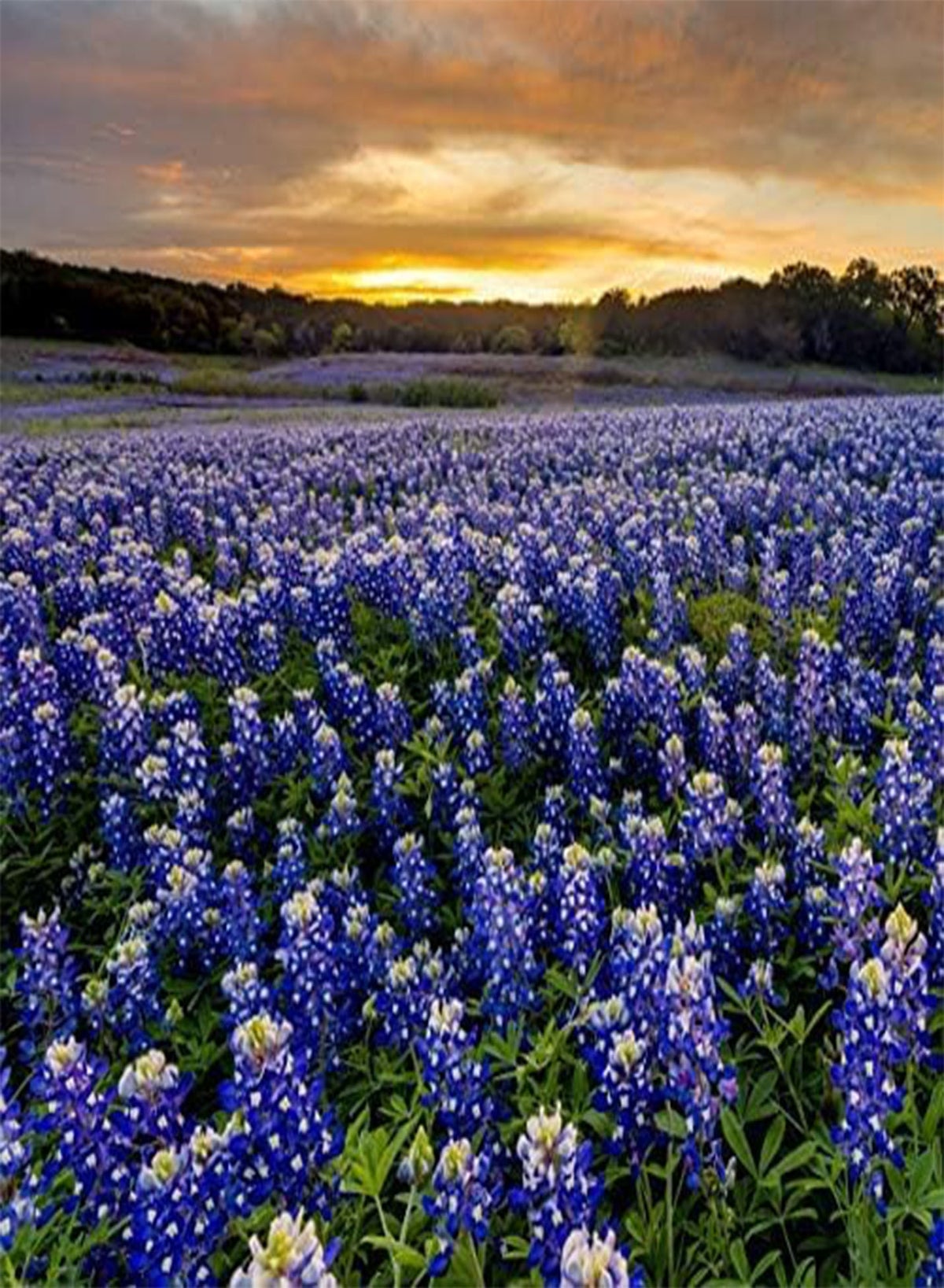GGOOT Texas Bluebonnet Seeds - 1/4 g. Annual Lupinus Texensis, Heirloom ...