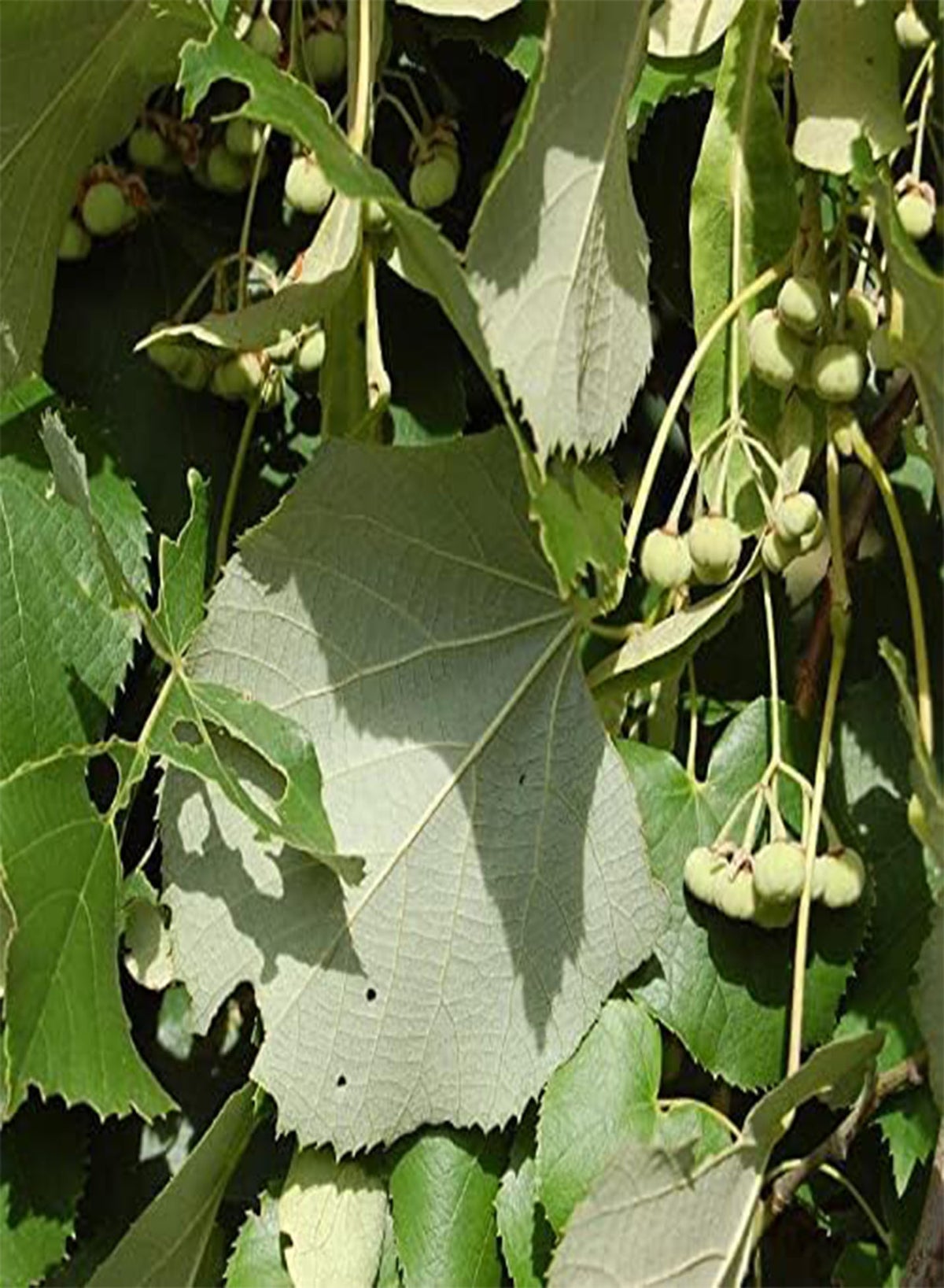 GGOOT Tilia tomentosa (Silver Linden) Tree Seed by MySeeds.Co, You ...