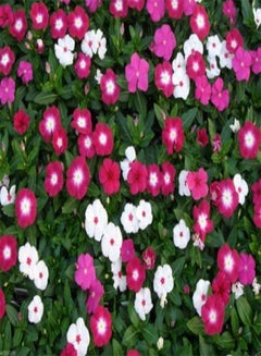 GGOOT 300 DWARF LITTLE MIX (Vinca Rosea Dwarf Little Mix) Flowers Seeds ...