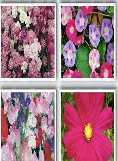 GGOOT Indoor Flower Seeds, Cosmos Seeds Red, Iberis umbellata Mixed ...