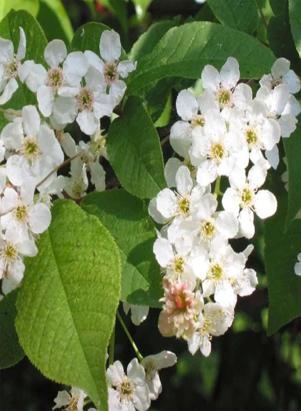 GGOOT Prunus padus (European Bird Cherry) Tree Seed, Fragrant White ...
