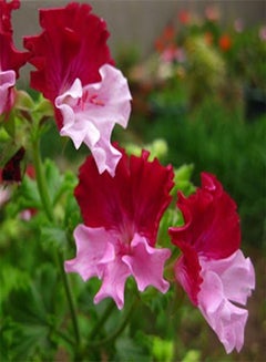 GGOOT Seeds 20 Seeds/Packet Hanging Bonsai Geranium Seeds for The Home ...