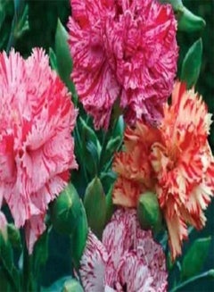 GGOOT 30+ Carnation Chabaud Picotee Mix / Perennial Flower Seeds | Best ...