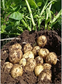 GGOOT First Early Seed Potatoes Coleen, First Early Variety,X20 Tubers ...