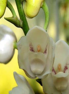 GGOOT 1 Bag Seeds High Survival Rate Growing Fast Small High Yield ...