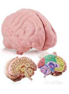 Merhoff & Larkin Cross Section Foam Brain Model, Great Educational Tool ...