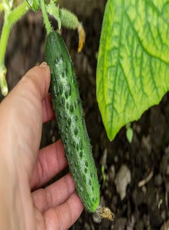 GGOOT Cucumber 'DAR' 20 Seeds - Dwarf Variety Compact 30 cm Bush Patio ...
