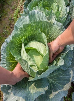 GGOOT Brunswick Cabbage - Brassica oleracea Vegetable Seeds, Very Large ...