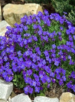 GGOOT 10 Blue Ground Cover Plant Seeds | Best Price UAE | Dubai, Abu Dhabi