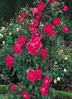GGOOT Parade Climbing Rose - Rosa Setigera Flower Seeds, Roses Home ...
