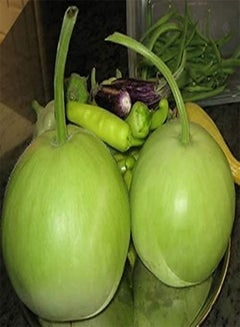 GGOOT Asian Vegetable 100 Seeds Round Edible Bottle Gourd Gaguava , Opo ...