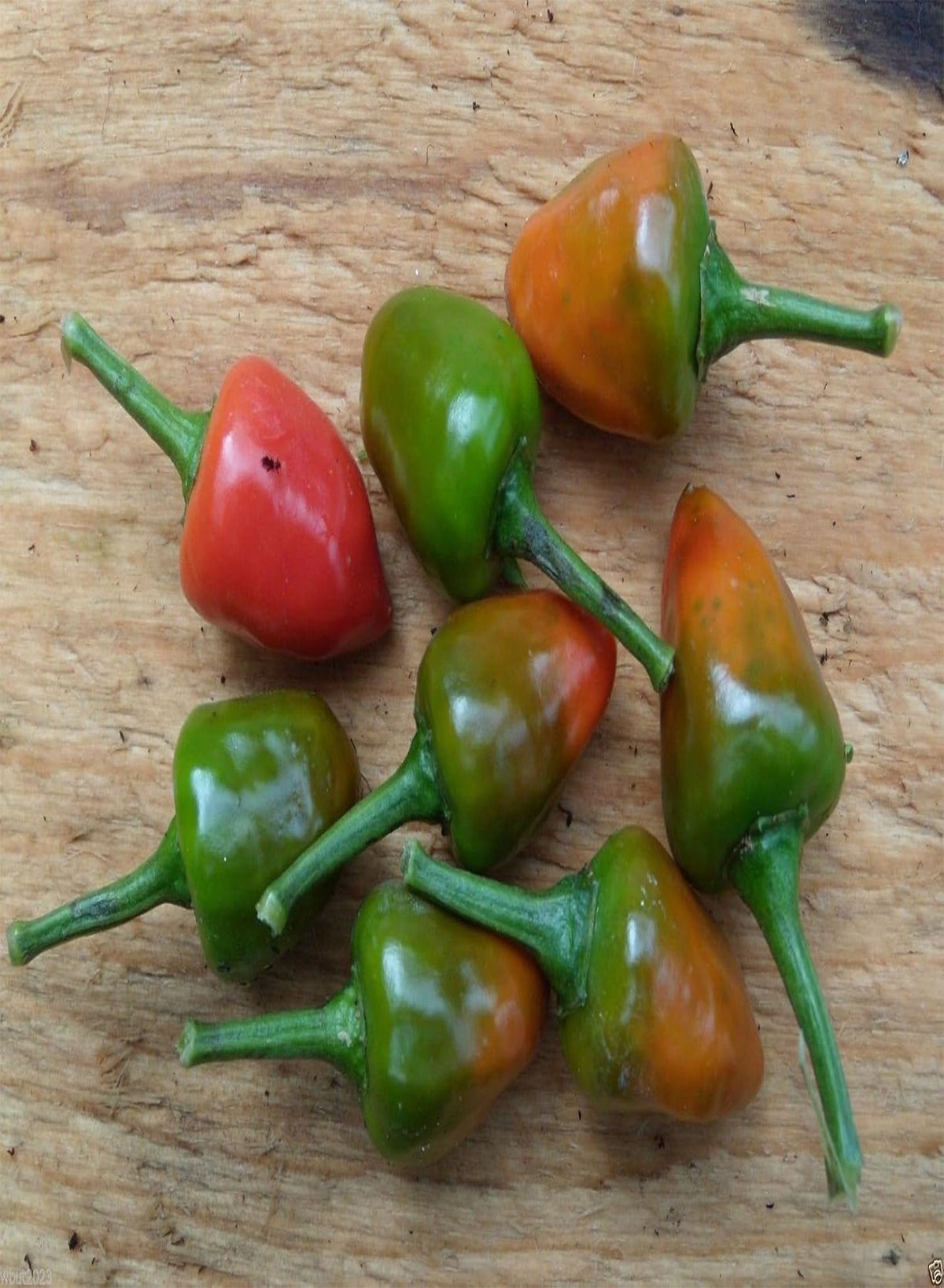 GGOOT Dundicut seed Seeds - Popular in Pakistani & Indian cooking~Very ...