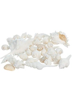 Nautical Crush Trading Sea Shells - White Real Mixed Beach Seashells (1 ...
