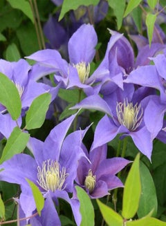 GGOOT 25 Olympia Clematis Seeds Bloom Climbing Perennial Flowers Seed ...