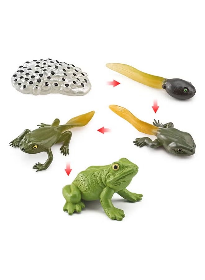 Generic 5 Piece Set Of Frog Growth Cycle Model Figures, Realistic ...