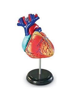 Learning Resources Human Heart Model Working Heart Model Anatomy For ...