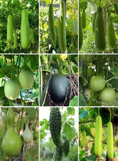 GGOOT Snake Gourd - Lagenaria siceraria Vegetable Seeds, Also Known As ...