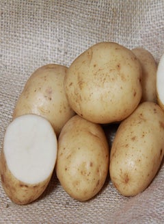 GGOOT Maris Bard Organic Seed Potato,First Early Crop Seed Potato for ...