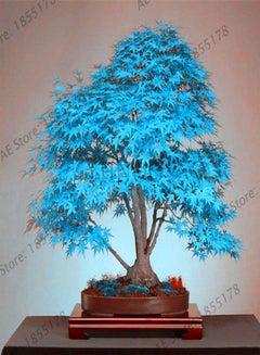 GGOOT Fresh Garden 50 Seed Blue Maple Tree Plantas Seed Tree Flores ...