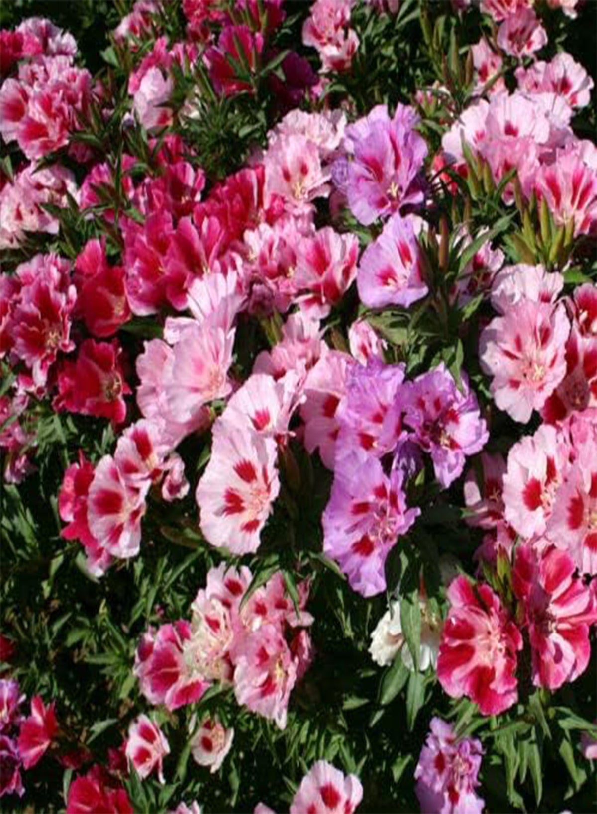 GGOOT 100 Seeds of Mixed Pink Flower Seeds UK Hardy Annual Scented ...
