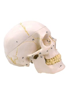 Generic Educational Model Life Size Human Skull Model Human Adult Skull ...