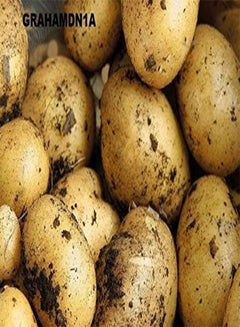 GGOOT Nadine Seed Potato,Second Early Crop Seed Potato -for Planting ...
