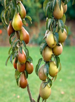 GGOOT - Pear Patio Duo Fruit Tree - Conference Pears and Concorde Pears ...