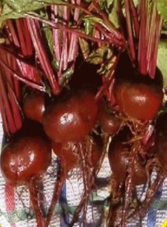 GGOOT 10 Crosby's Egyptian Beet seeds | Best Price KSA | Riyadh, Jeddah