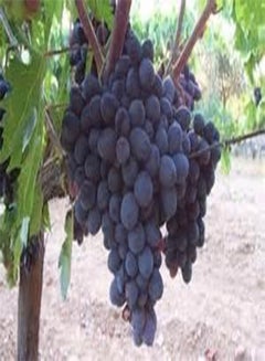 GGOOT Fruit Bonsai Seeds 50 Very Japanese Dwarf Kyoho (Vitis labrusca ...