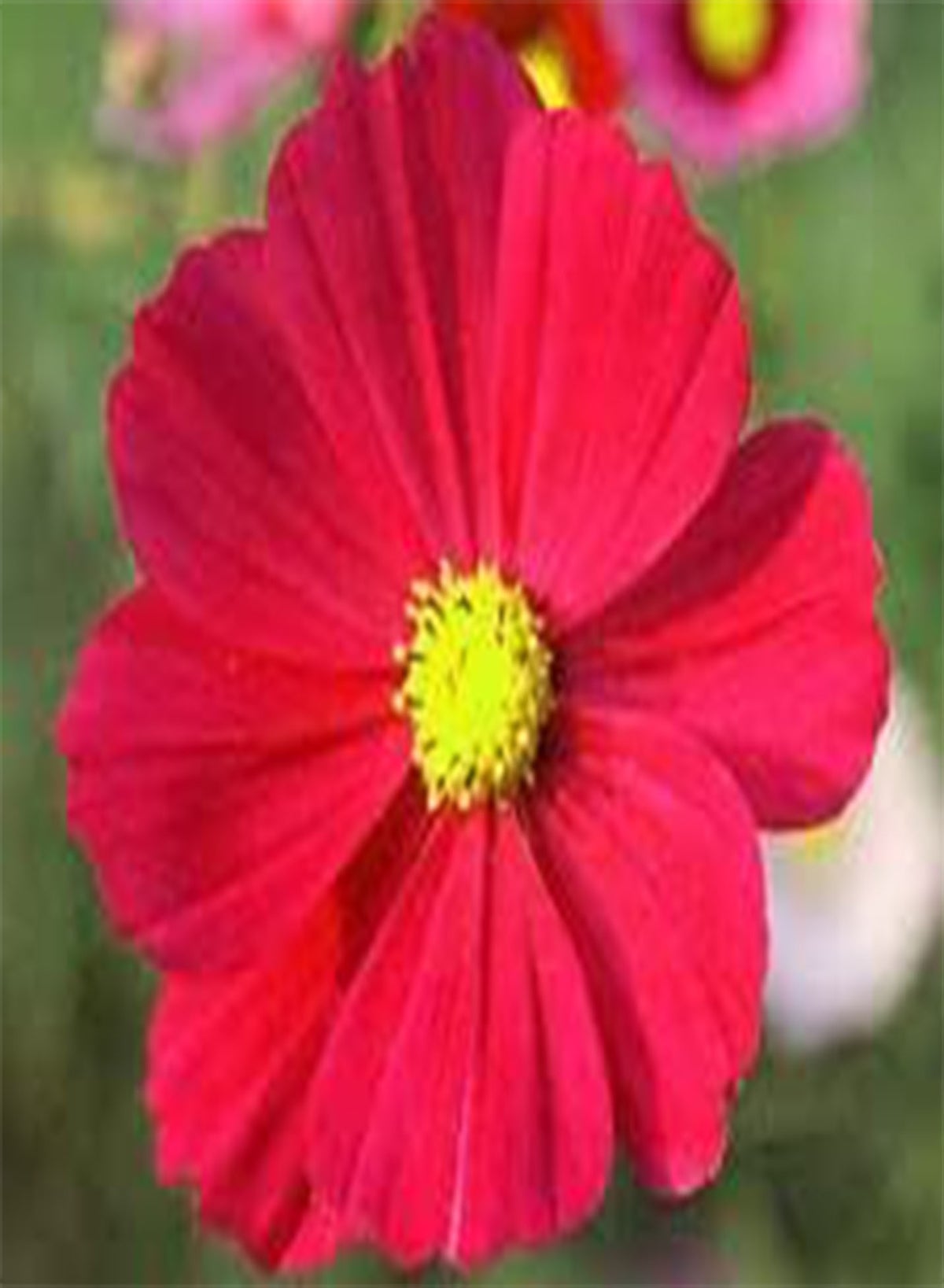 GGOOT Cosmos Sonata RED Dwarf Cosmos Bipinnatus - 1,00 Bulk (PKD) Seeds ...