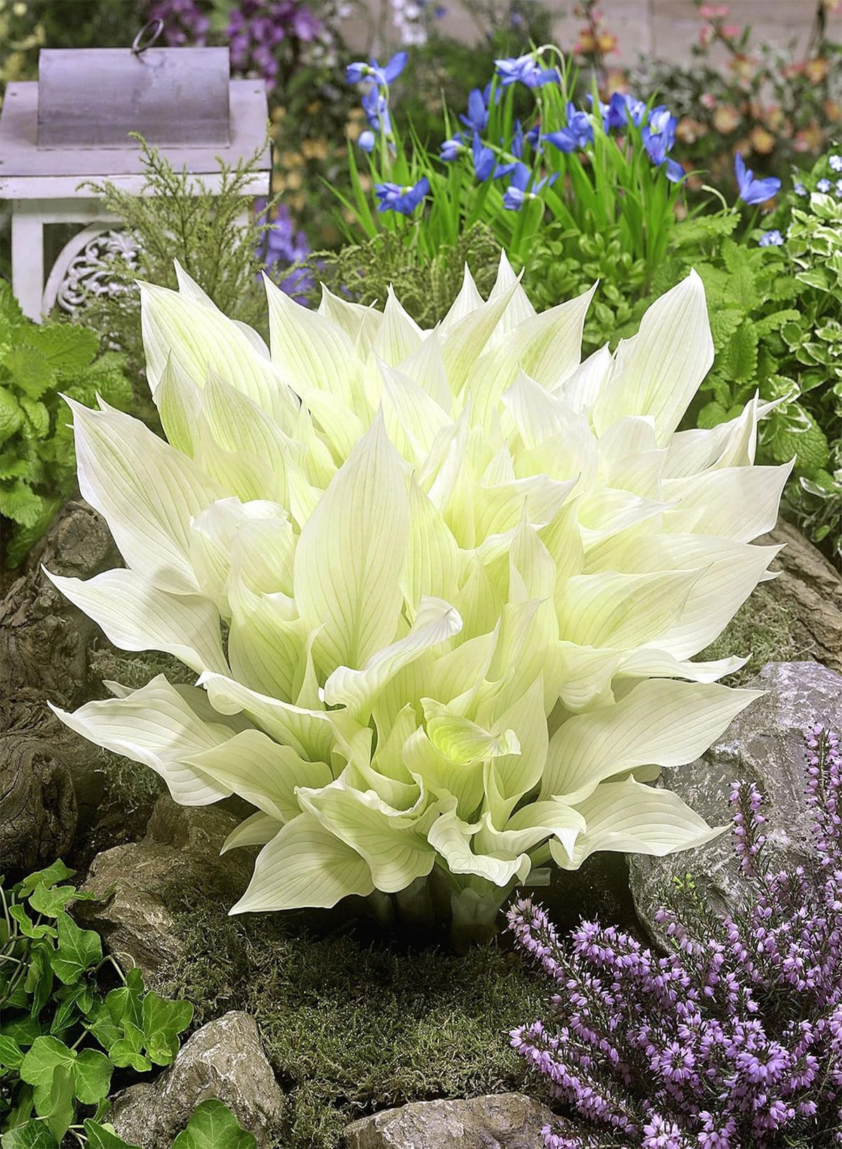 GGOOT 20 Seeds White Hosta Plantaginea Fragrant Plantain Seeds Fire and ...