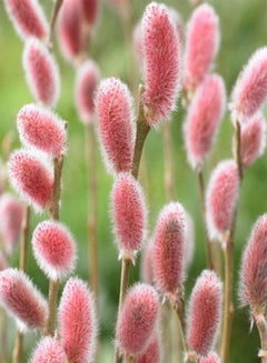 GGOOT - 2 x Japanese Pink Pussy Willow, Salix gracilistyla 'Mount ASO ...
