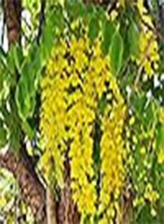 GGOOT 10 Golden Shower Tree Seeds | Best Price UAE | Dubai, Abu Dhabi