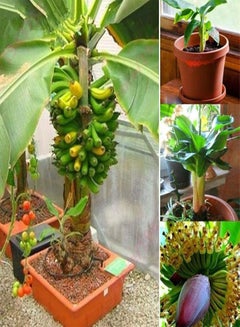 GGOOT 100Pcs Mini Banana Tree Seeds Delicious Fruit Garden Yard Balcony ...
