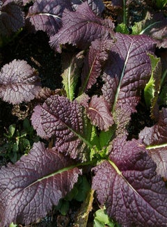 GGOOT Indian Mustard Amsoi Red - Brassica juncea Vegetable Seeds ...