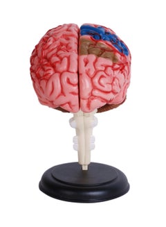 4D Master 4D Human Anatomy - Human Brain | Best Price UAE | Dubai, Abu ...