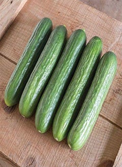 GGOOT Katrina F1 Hybrid Cucumber Seeds - A Very Popular Size for ...