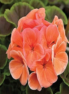 GGOOT 100pcs Seeds of Pelargonium hortorum, Bullseye Salmon Geranium ...