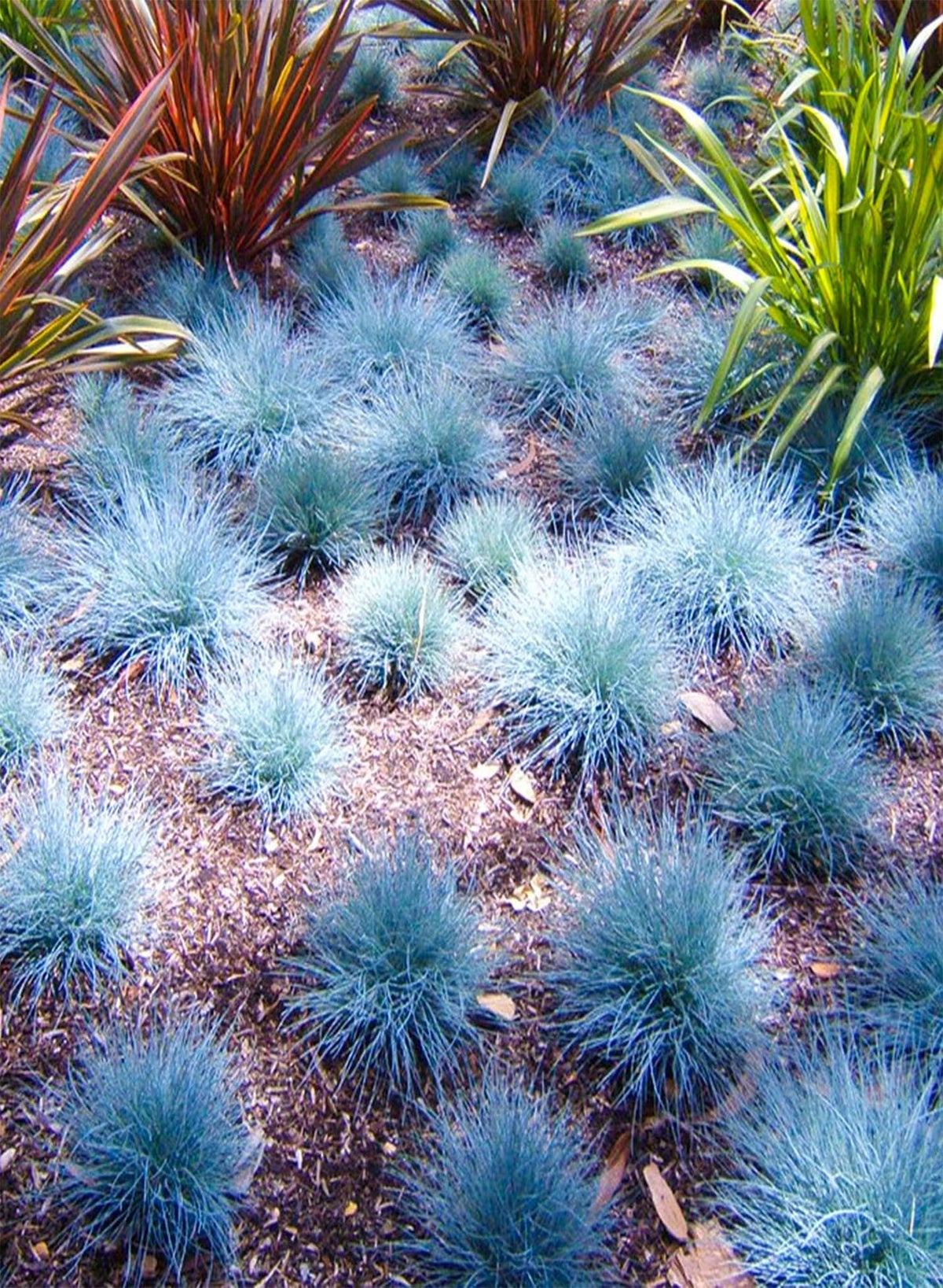 GGOOT 50 Fescue Blue Grass Seeds Dwarf Self Seeding Ornamental ...