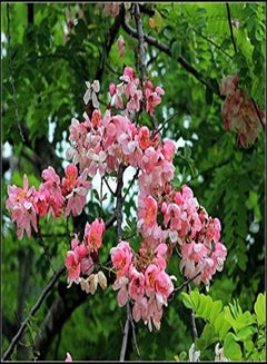 GGOOT 20 Cassia Javanica seeds Java Cassia Pink Shower Apple Blossom Tree Rainbow Shower Tree ...
