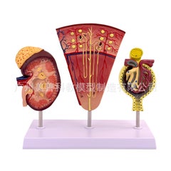 Generic Human Kidney Anatomical Model with Adrenal Gland Nephron ...